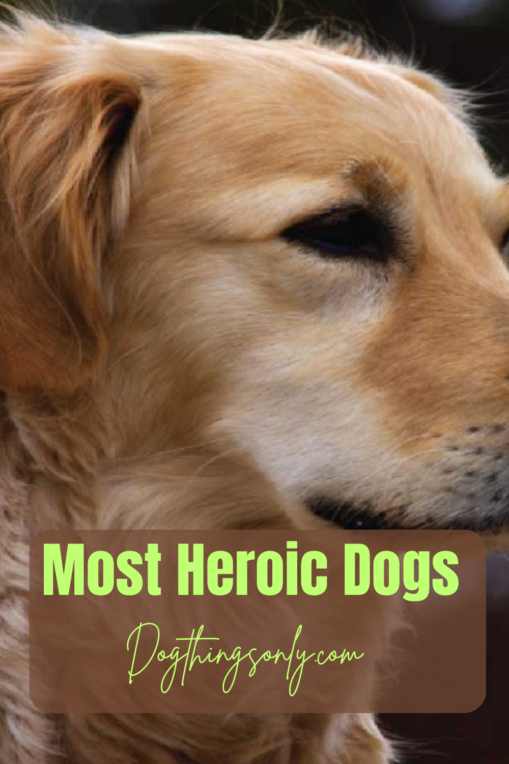 Top 10 most Heroic Dogs | Dog Things Only - Dog Things Only