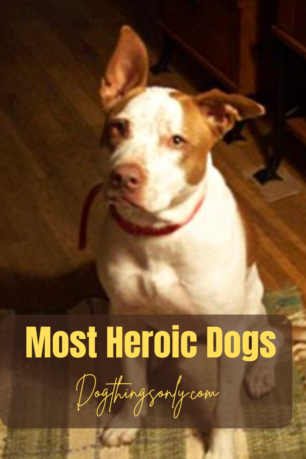 Top 10 most Heroic Dogs | Dog Things Only - Dog Things Only