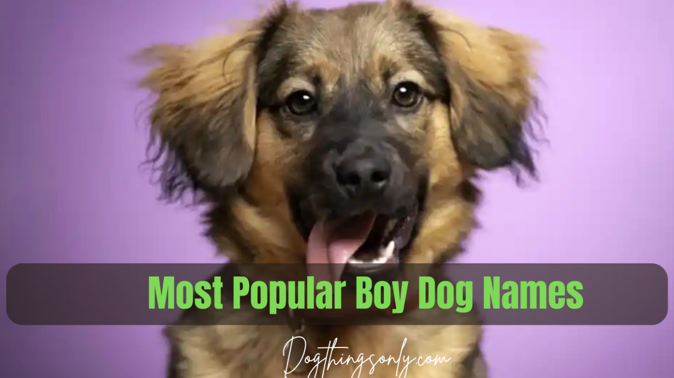 Most Popular Boy Dog Names and Male Dog Names - Dog Things Only