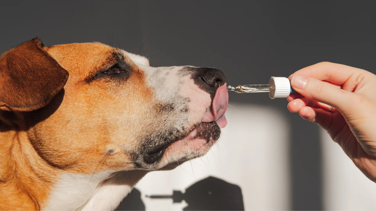 This Minty DIY Dog Perfume Makes Your Pup Smell Fresh in Minutes - Dog ...